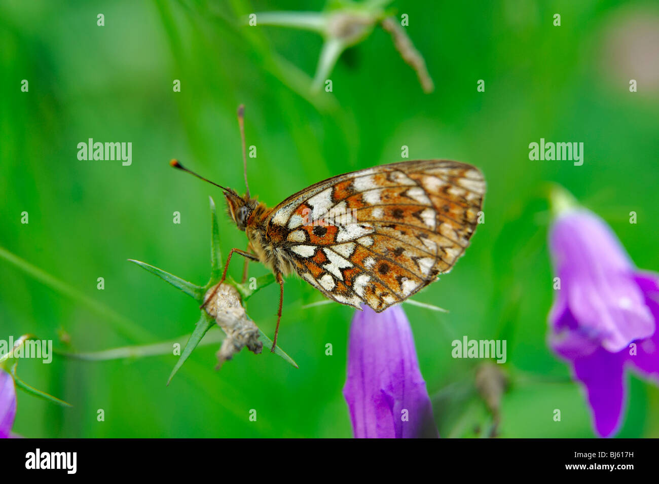 A butterfly is any of several groups of mainly day-flying insects of ...