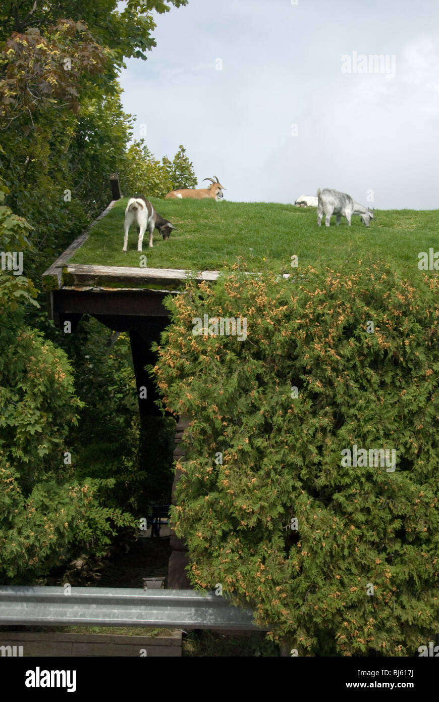Green Grass Roof with Goats used for mowing Stock Photo - Alamy