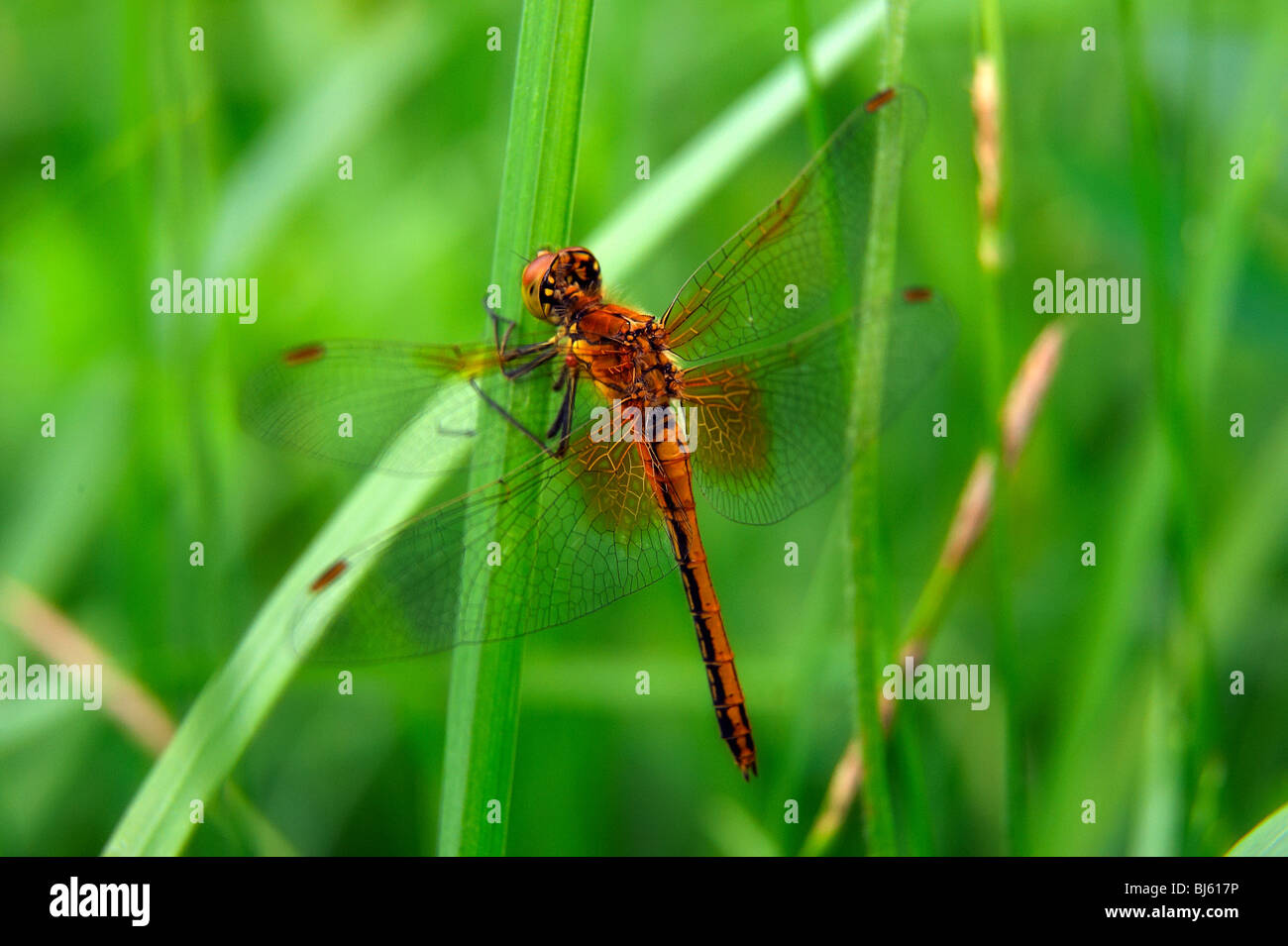 Insect macro, Russia, Moscow Region Stock Photo - Alamy