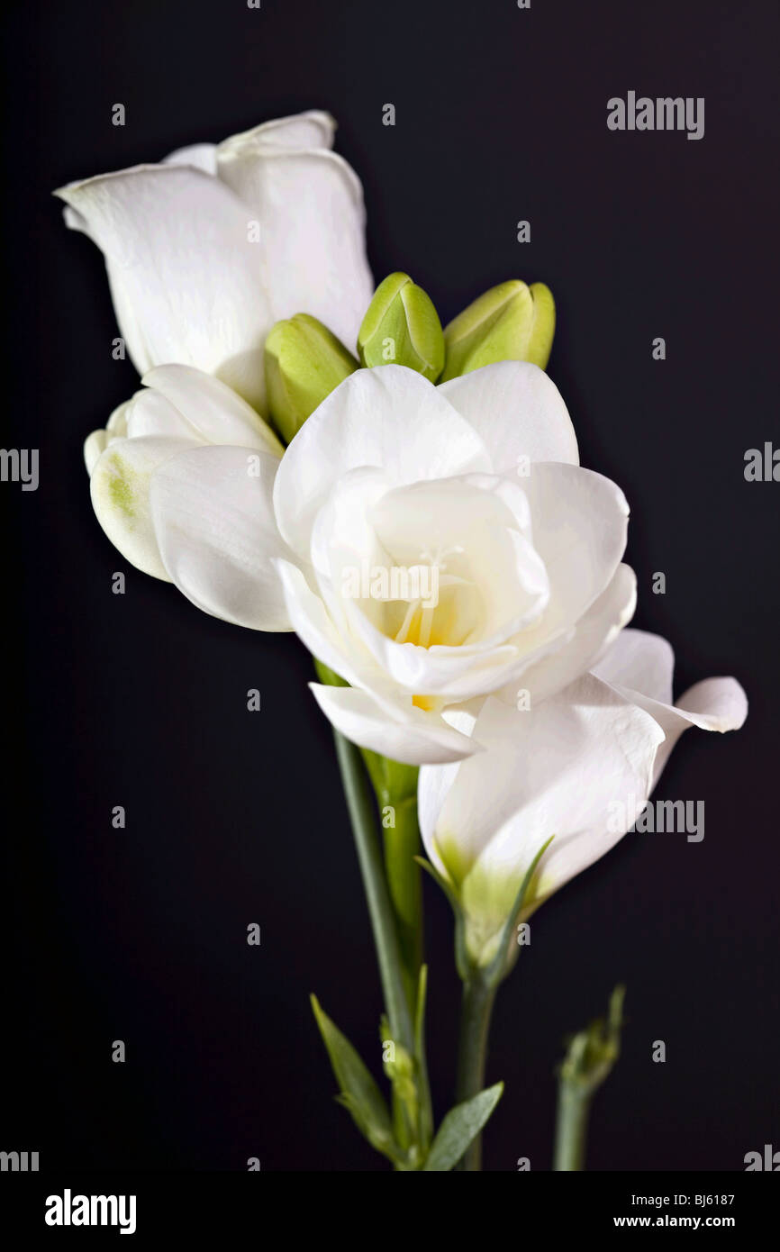 Classic white freesia hi-res stock photography and images - Alamy
