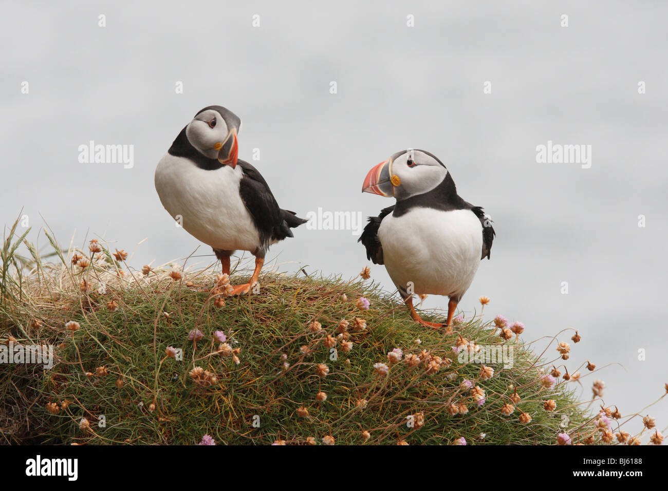 Puffin pair sitting on grassy ground Stock Photo - Alamy