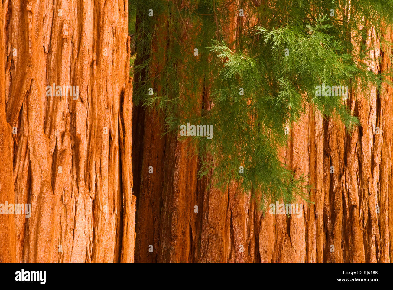 Detail of the Senate Grove of Giant Sequoias, Giant Forest, Sequoia ...