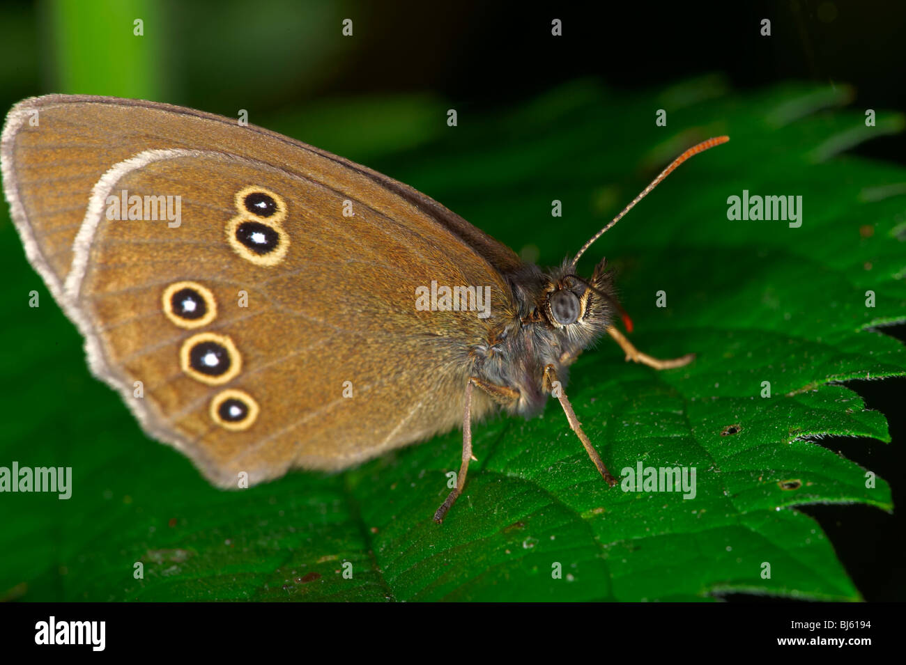 A butterfly is any of several groups of mainly day-flying insects of ...