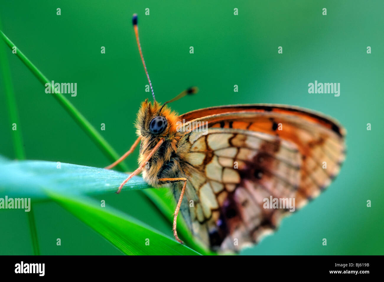 Insect macro, Russia, Moscow Region Stock Photo - Alamy