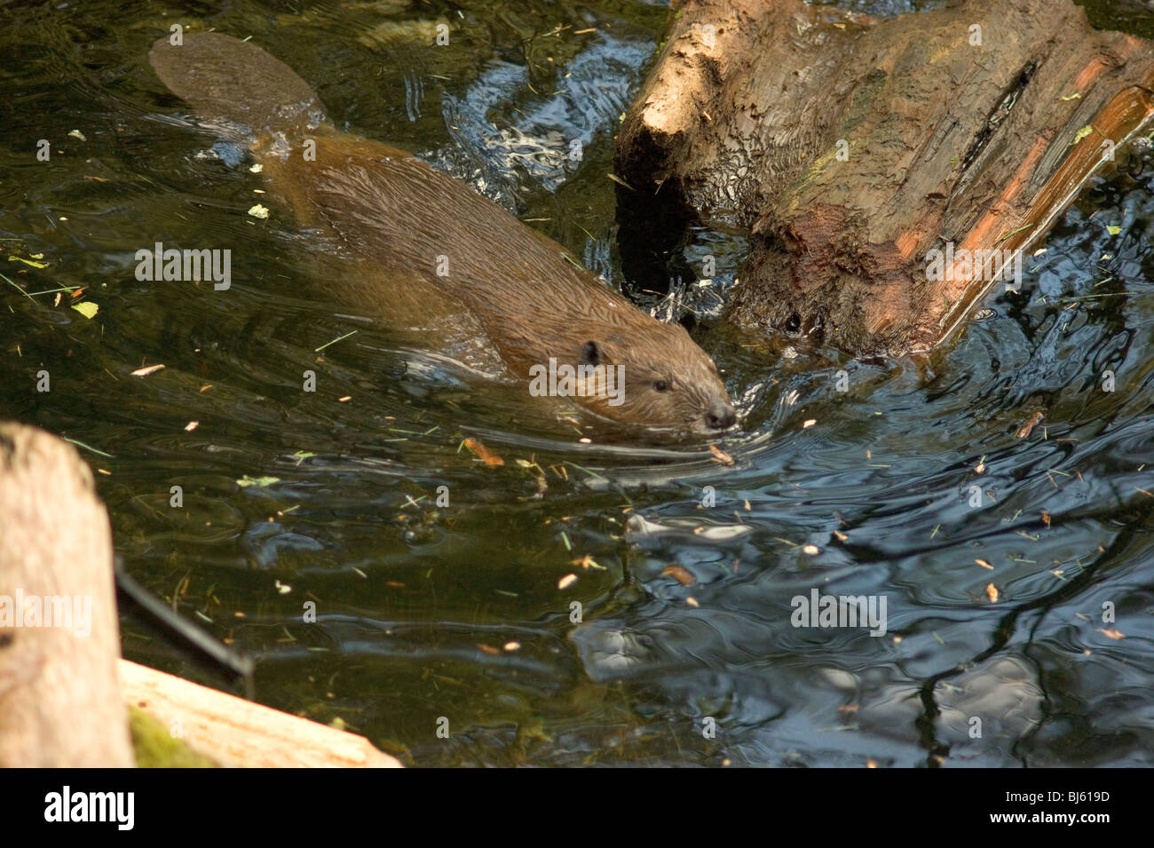 Beaver tail hi-res stock photography and images - Alamy