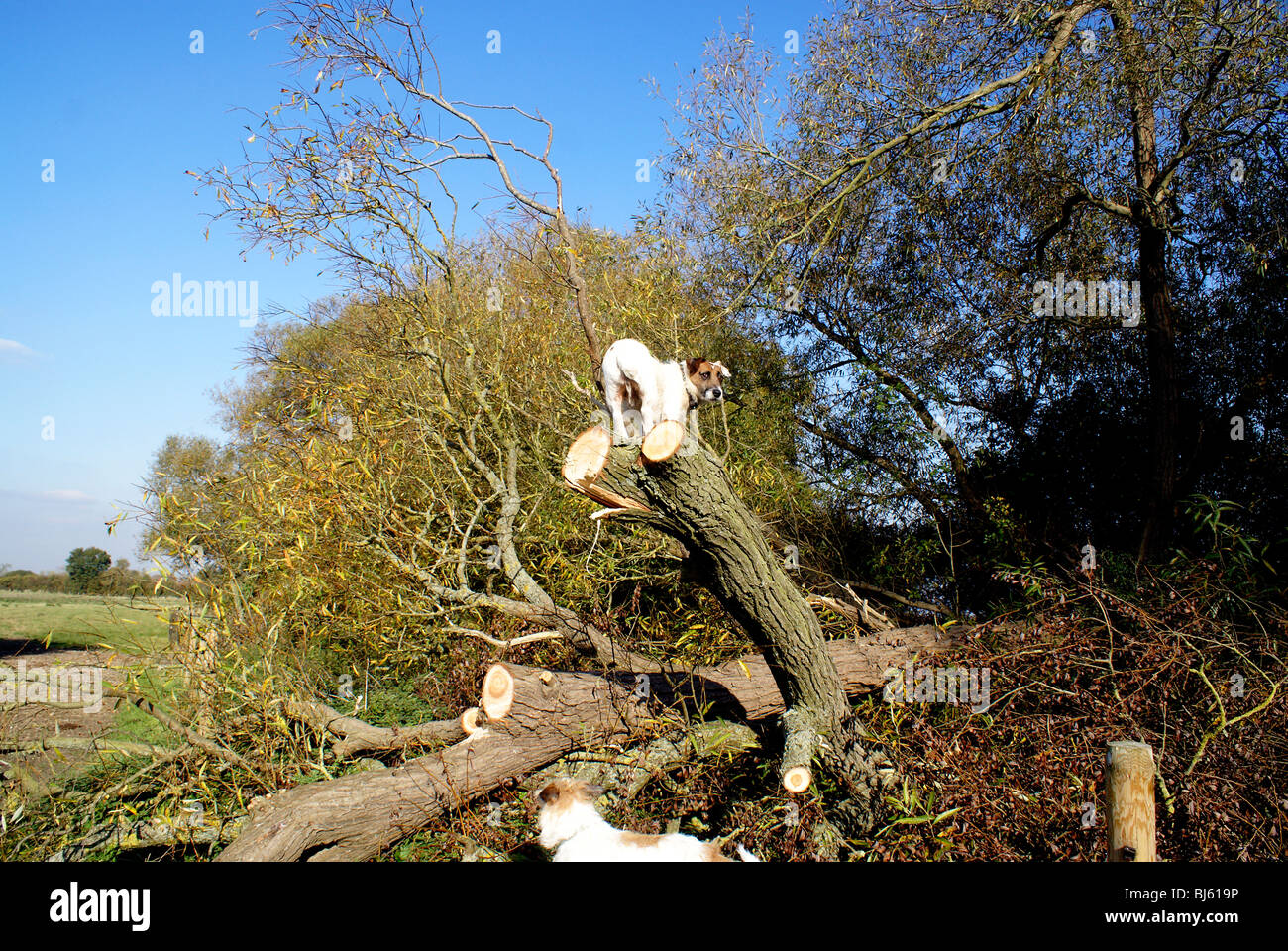 embarrassed dog climbs tree Stock Photo - Alamy