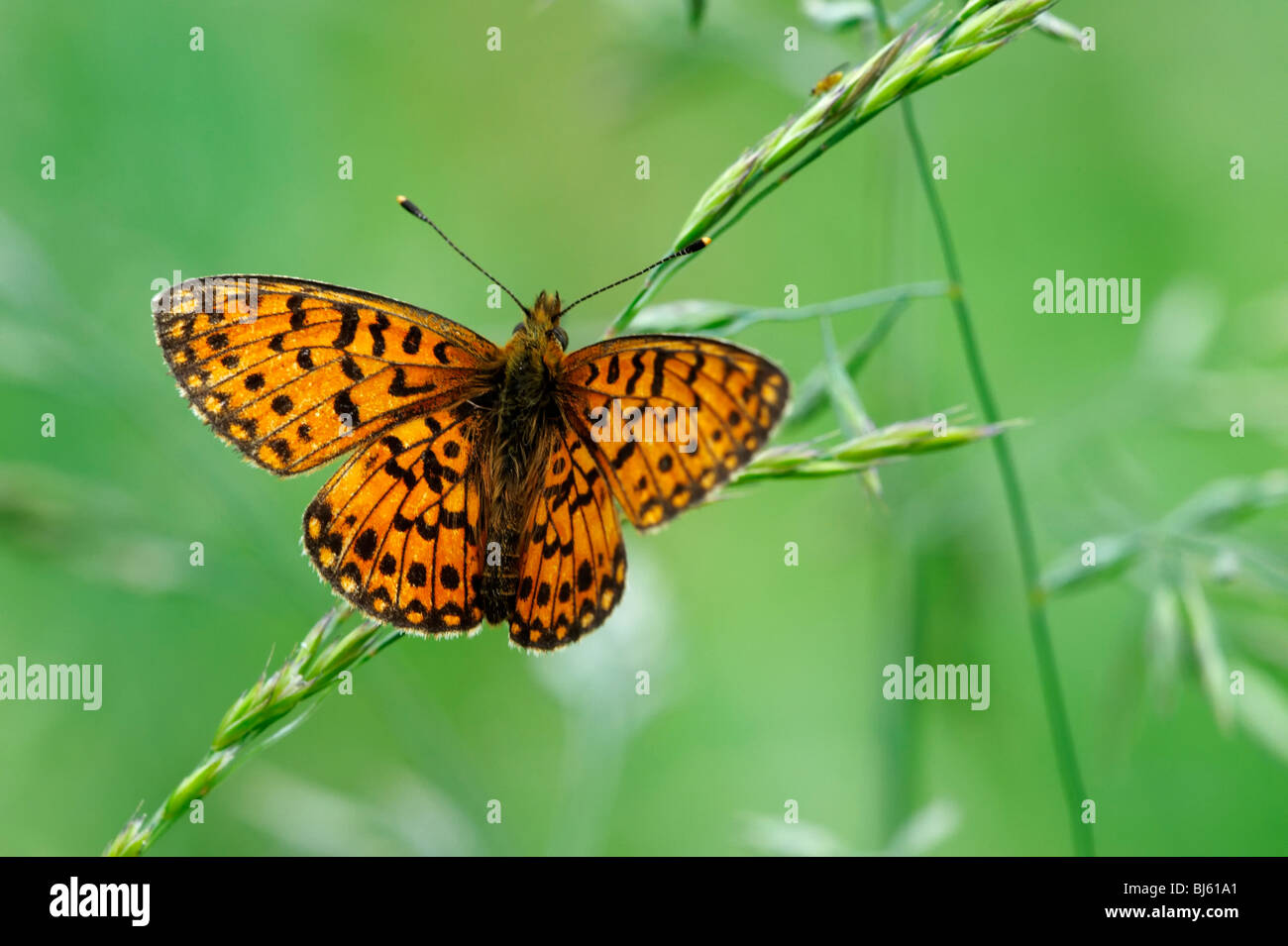 A butterfly is any of several groups of mainly day-flying insects of ...