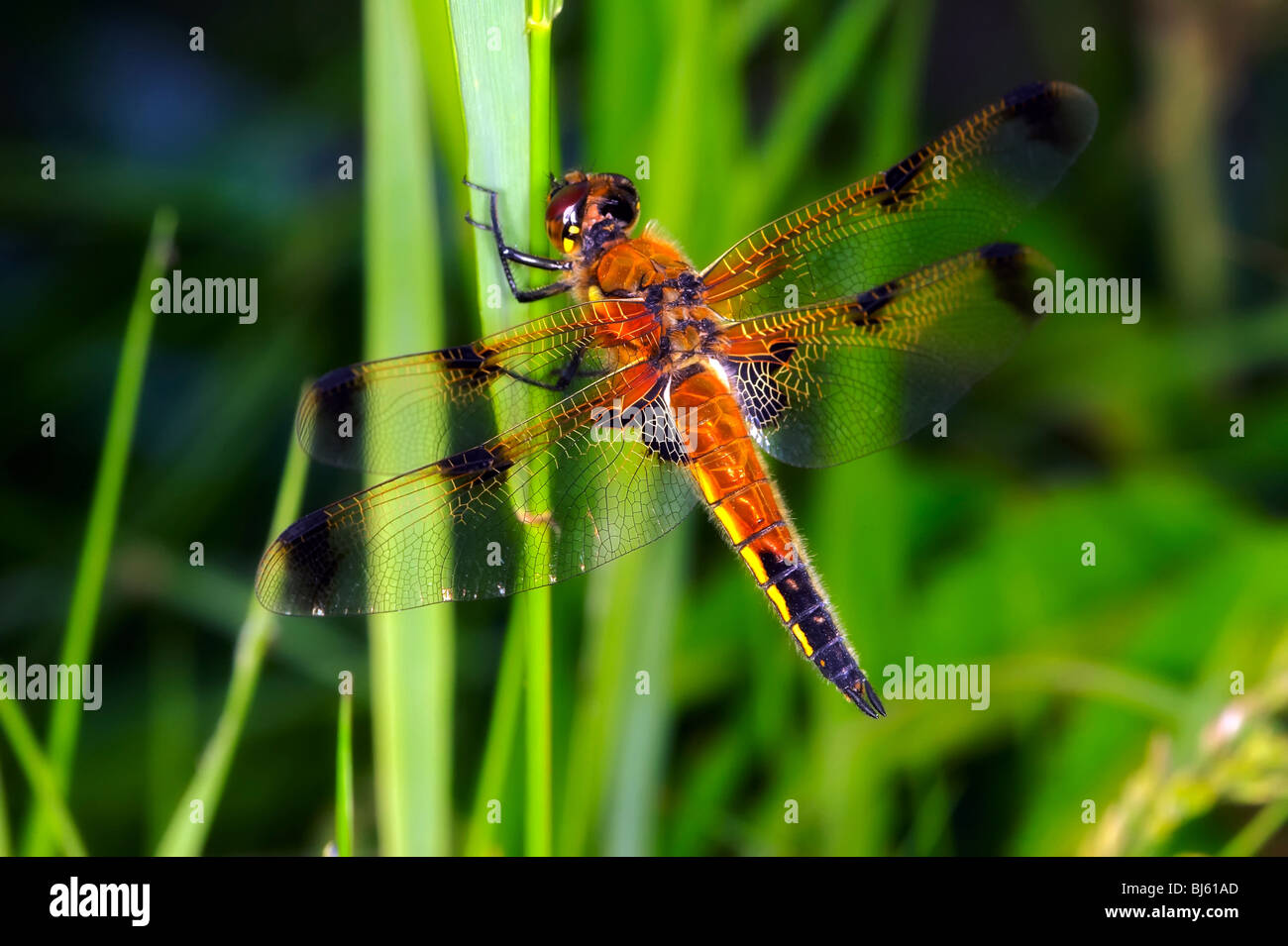 Insect macro, Russia, Moscow Region Stock Photo - Alamy