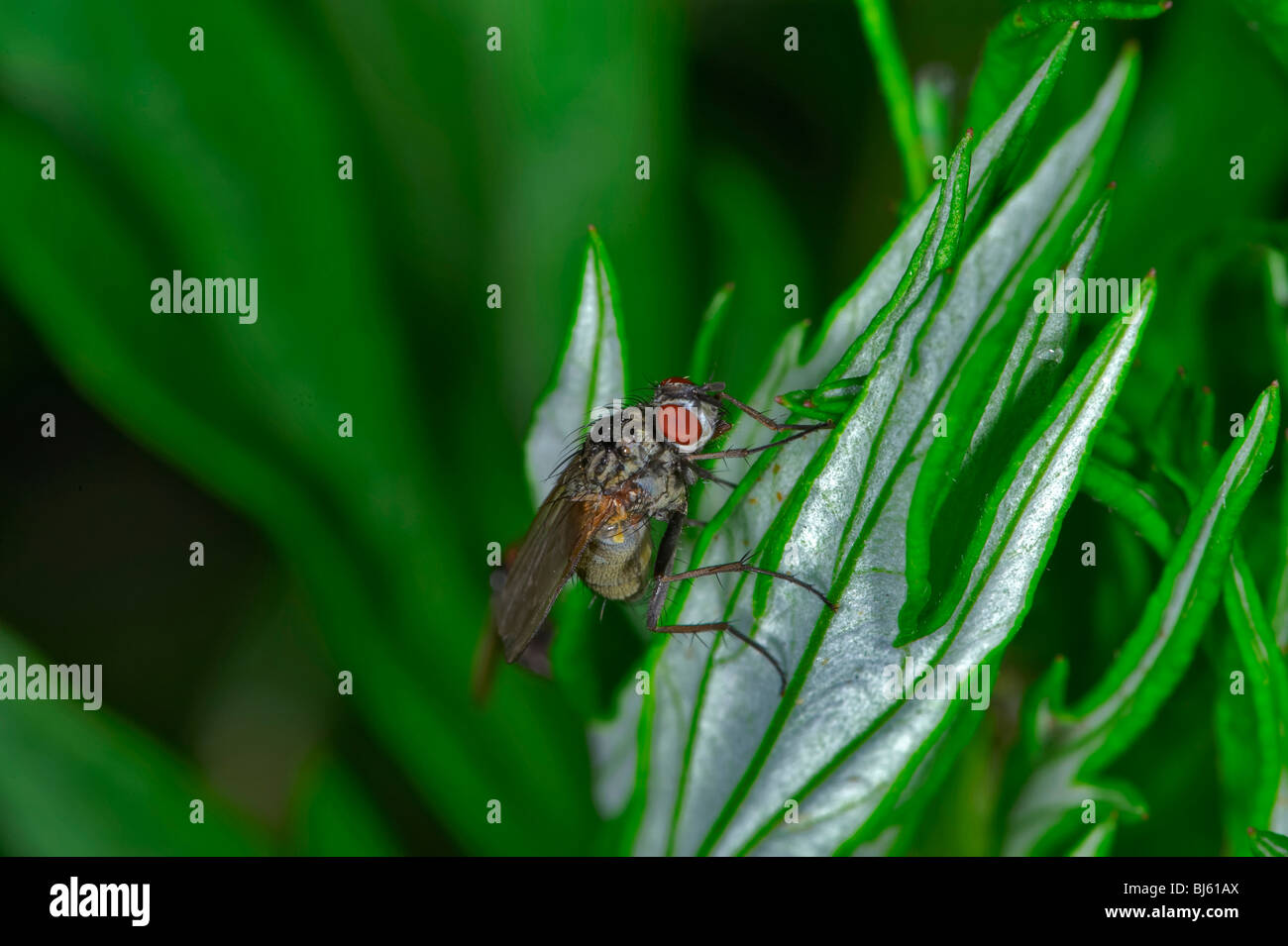 Black fly infestation hi-res stock photography and images - Alamy