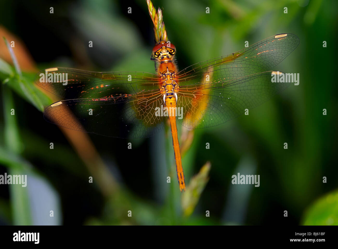Insect macro, Russia, Moscow Region Stock Photo - Alamy