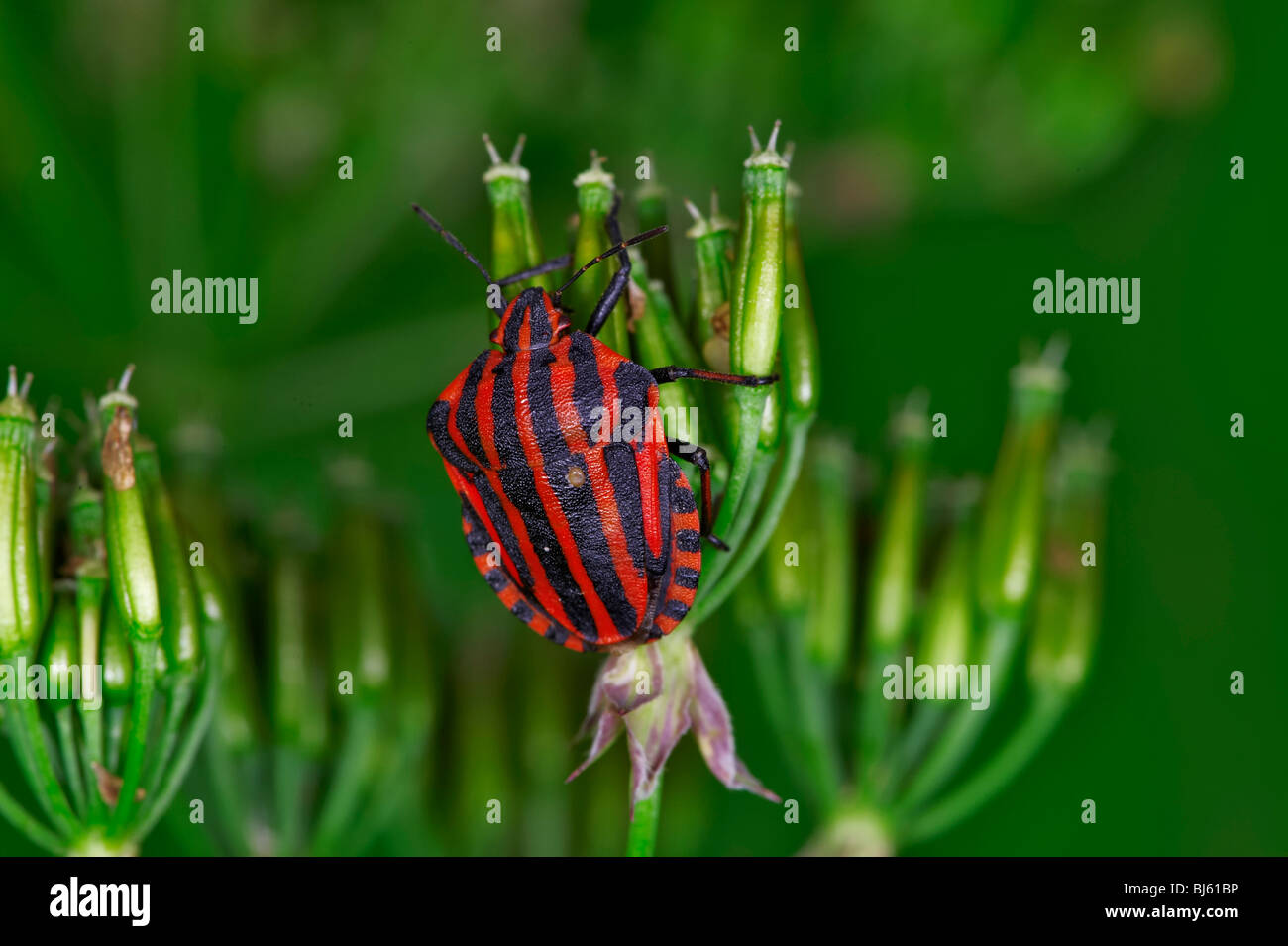 Bug infestation photo hi-res stock photography and images - Alamy