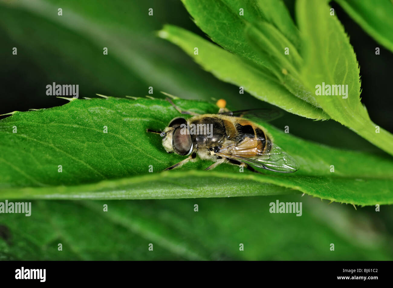 Dung bee hi-res stock photography and images - Alamy