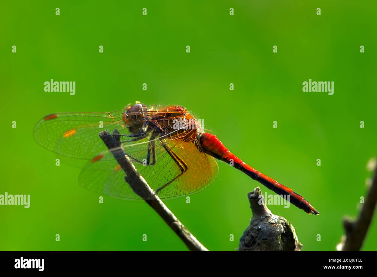 Insect macro, Russia, Moscow Region Stock Photo - Alamy