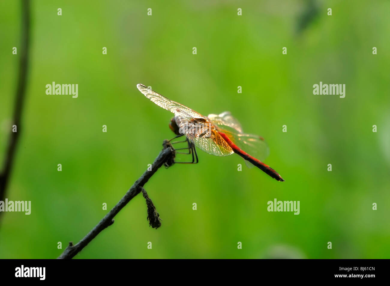 Insect macro, Russia, Moscow Region Stock Photo - Alamy