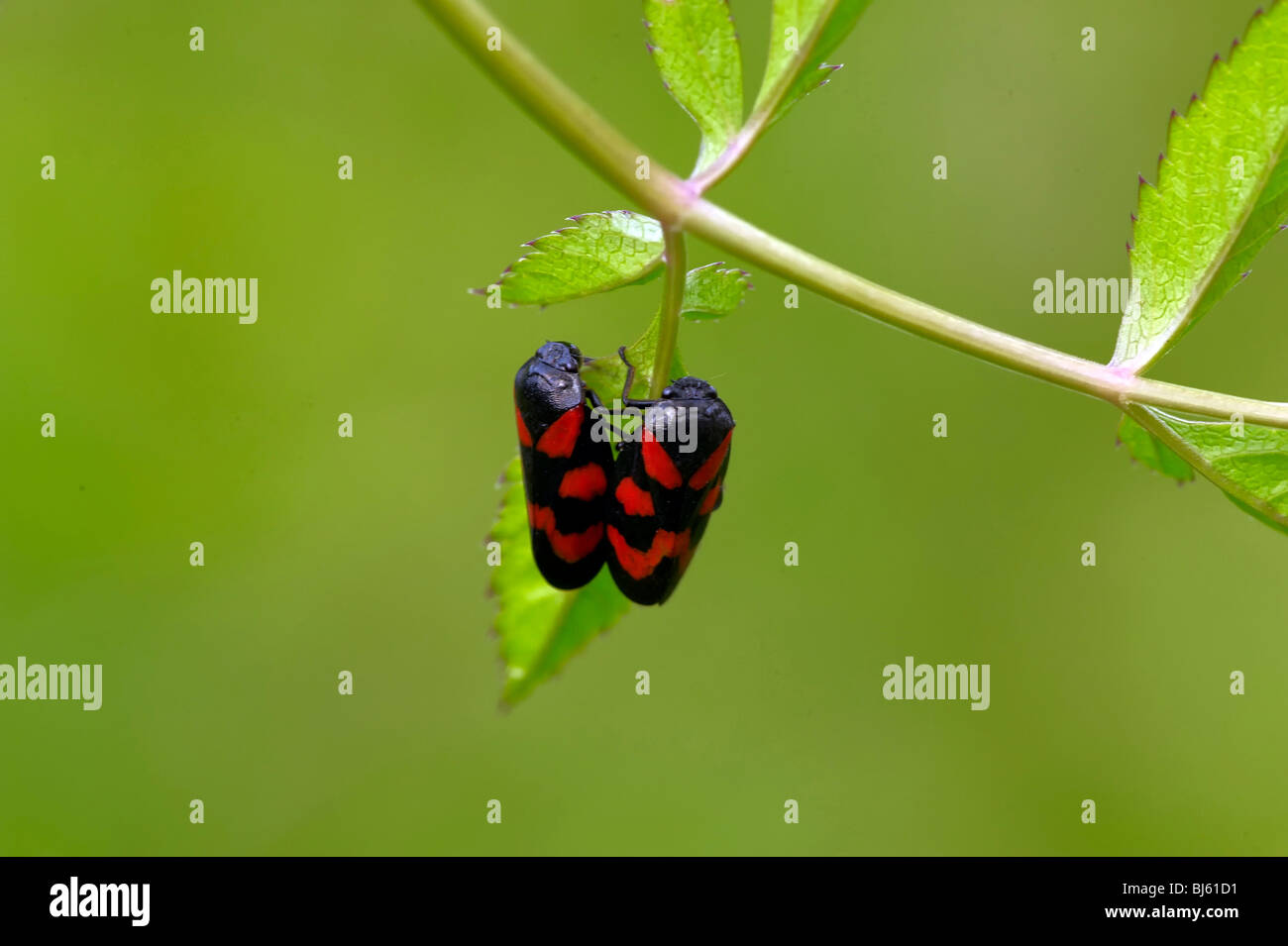 Insect macro, Russia, Moscow Region Stock Photo - Alamy