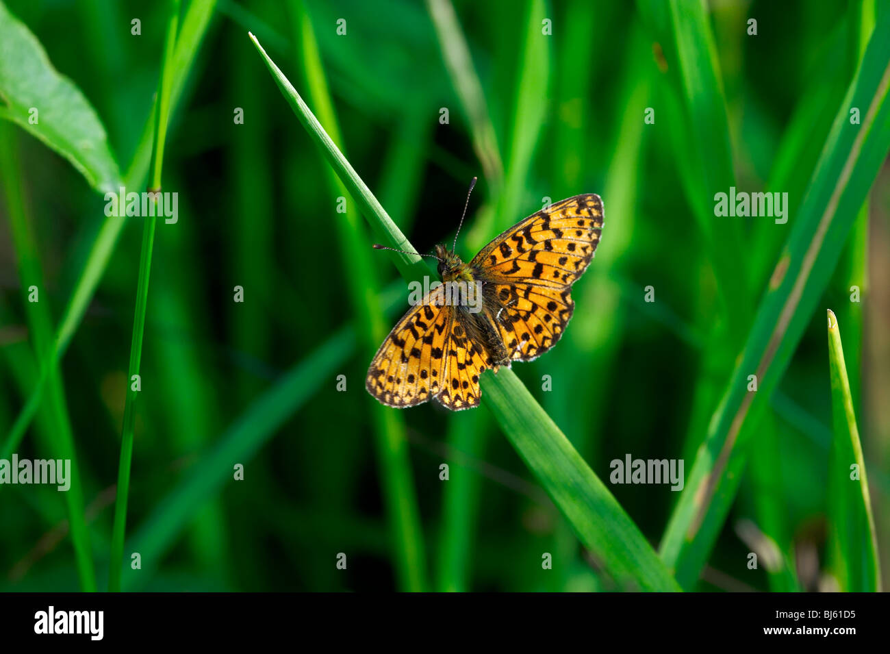 A butterfly is any of several groups of mainly day-flying insects of ...
