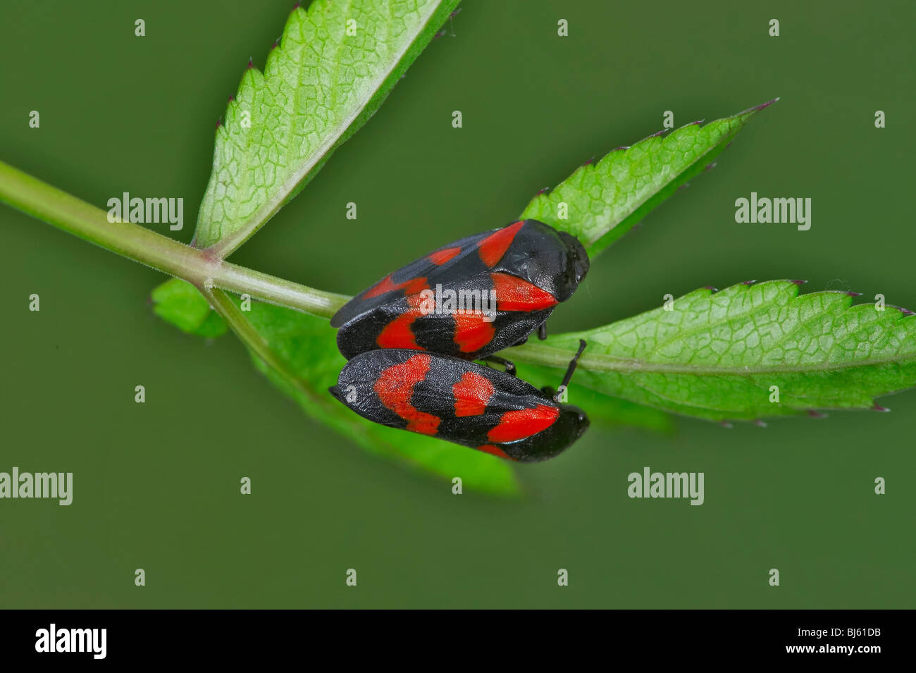 Bizarre bugs hi-res stock photography and images - Alamy