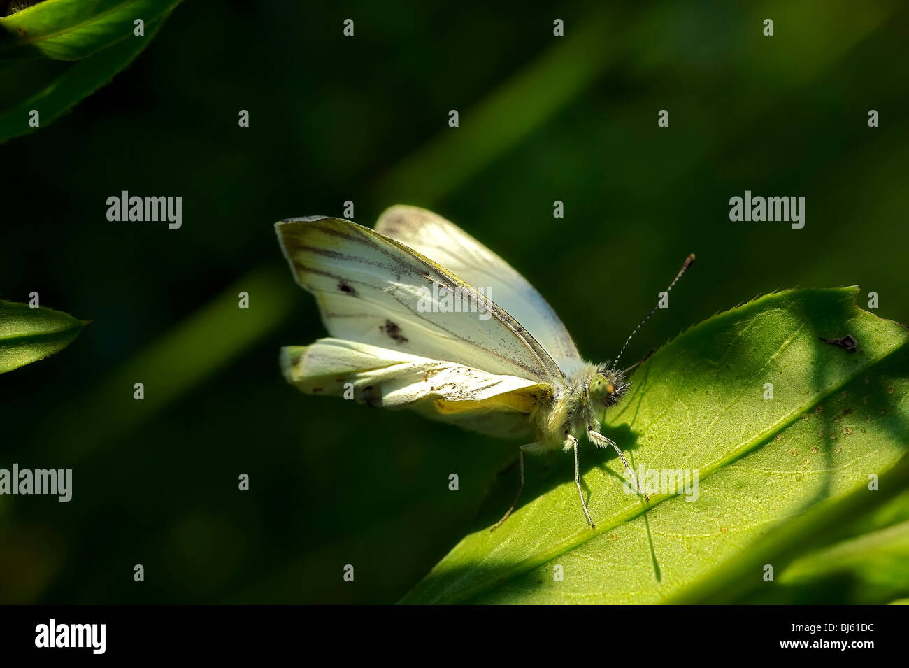 Insect macro, Russia, Moscow Region Stock Photo - Alamy