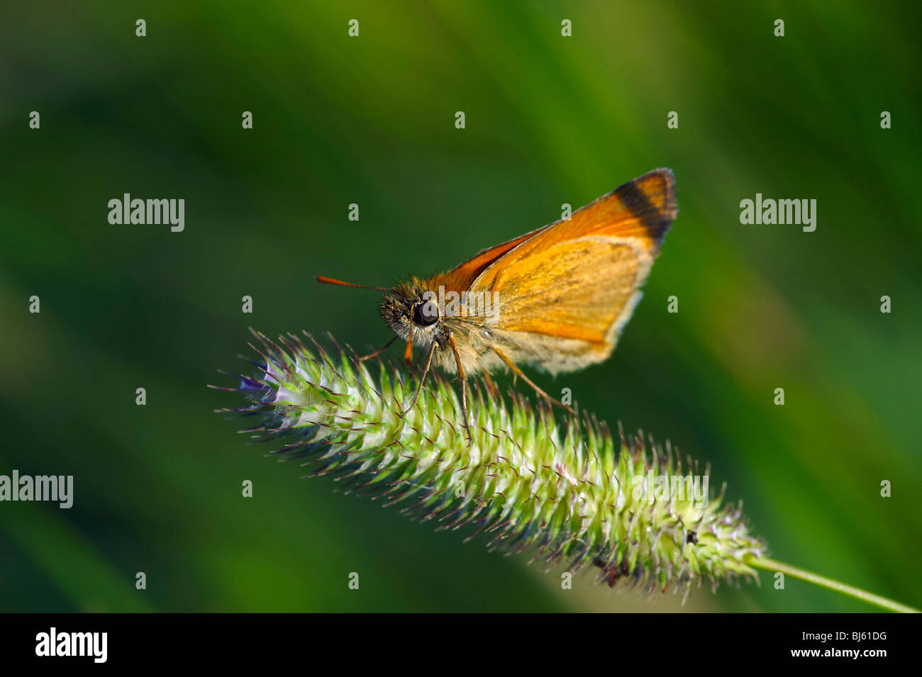 A butterfly is any of several groups of mainly day-flying insects of ...