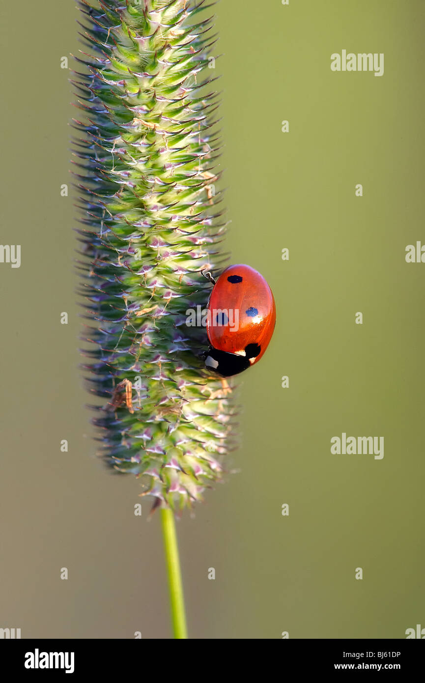 Insect macro, Russia, Moscow Region Stock Photo - Alamy
