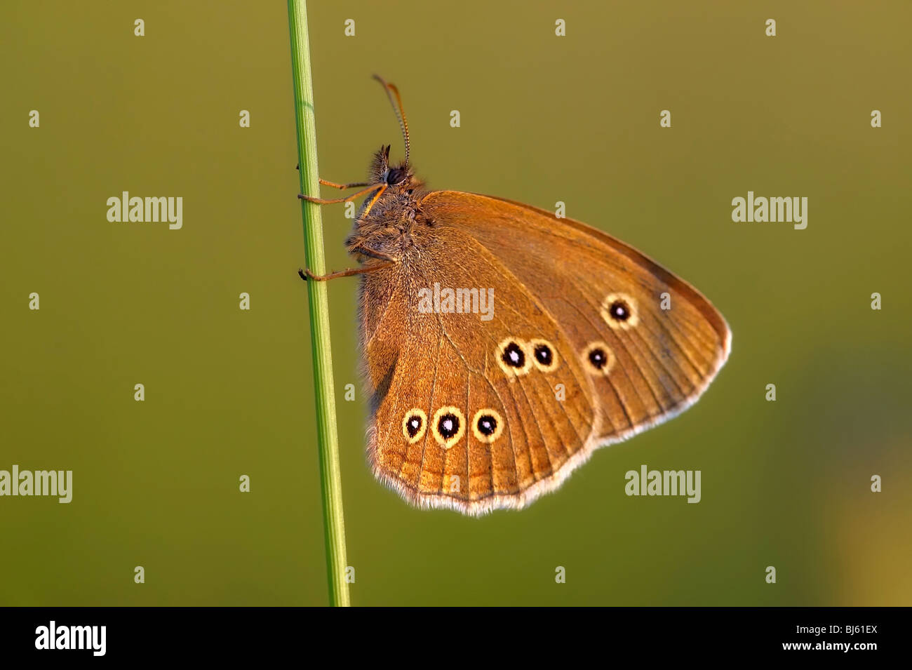Insect macro, Russia, Moscow Region Stock Photo - Alamy