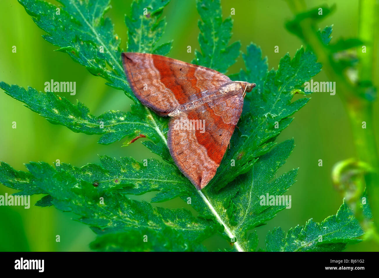 Insect macro, Russia, Moscow Region Stock Photo - Alamy