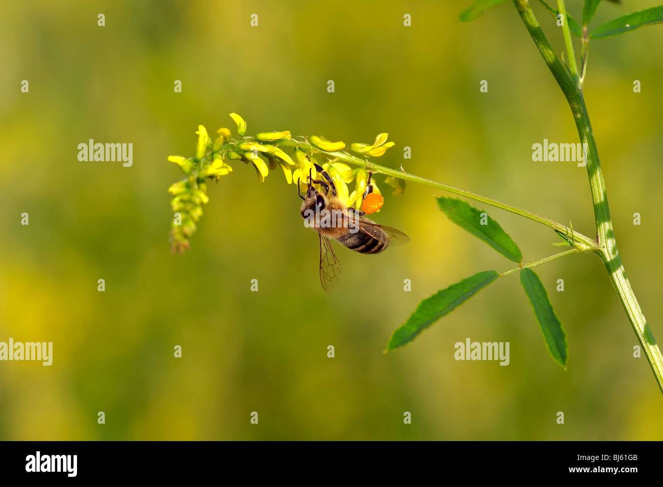Insect macro, Russia, Moscow Region Stock Photo - Alamy