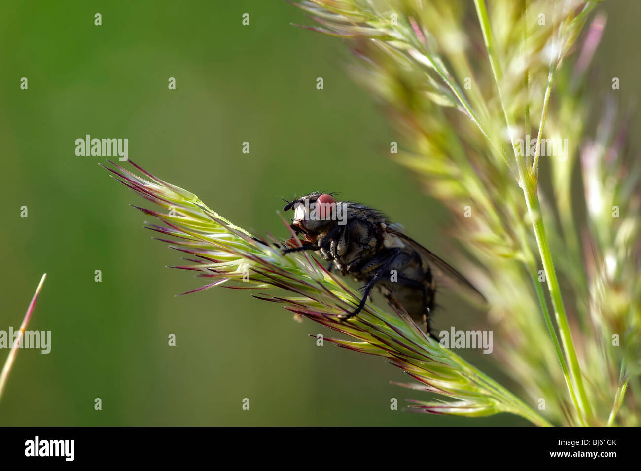 Insect macro, Russia, Moscow Region Stock Photo - Alamy