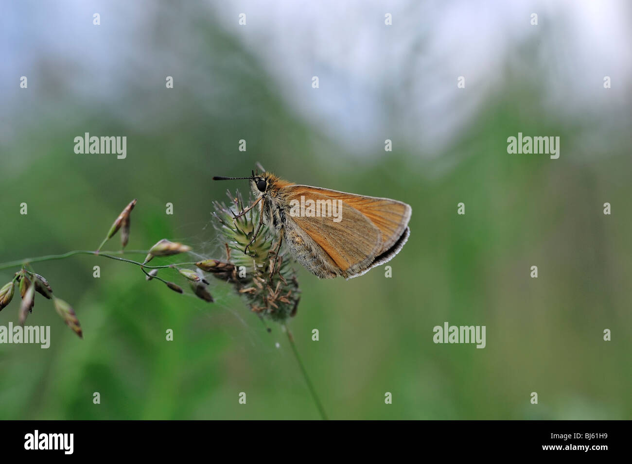 A butterfly is any of several groups of mainly day-flying insects of ...