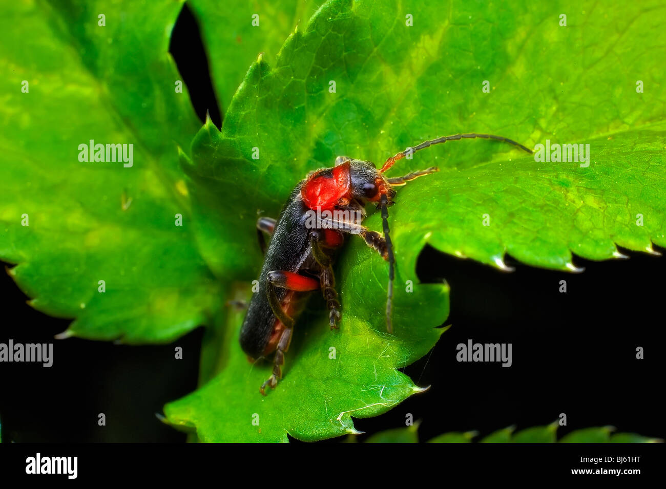 Insect macro, Russia, Moscow Region Stock Photo - Alamy