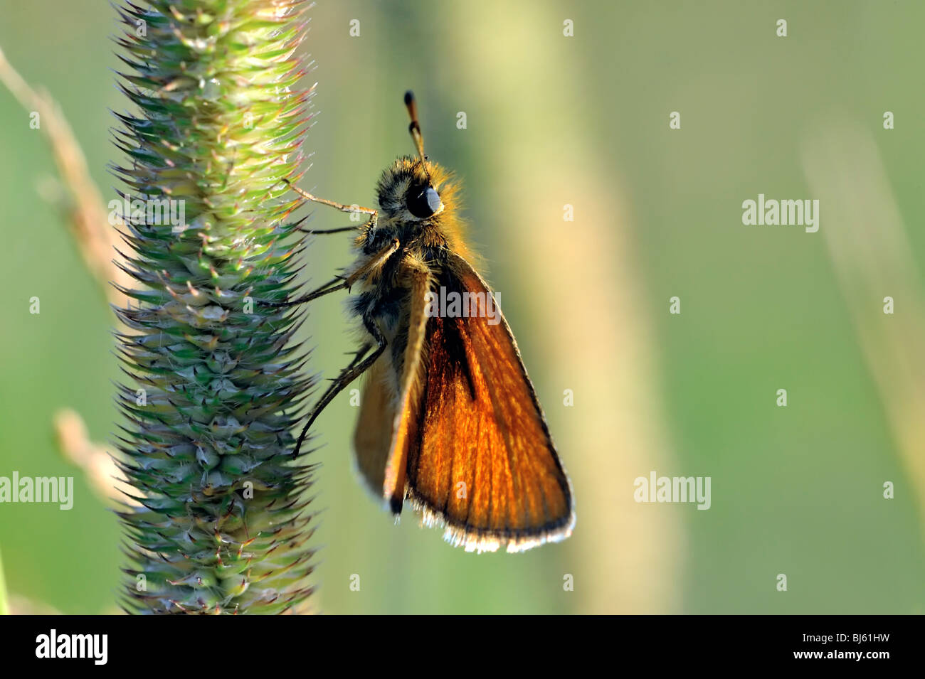 A butterfly is any of several groups of mainly day-flying insects of ...