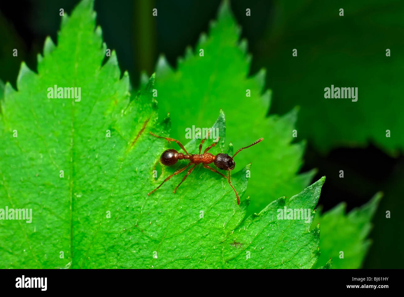 Insect macro, Russia, Moscow Region Stock Photo - Alamy