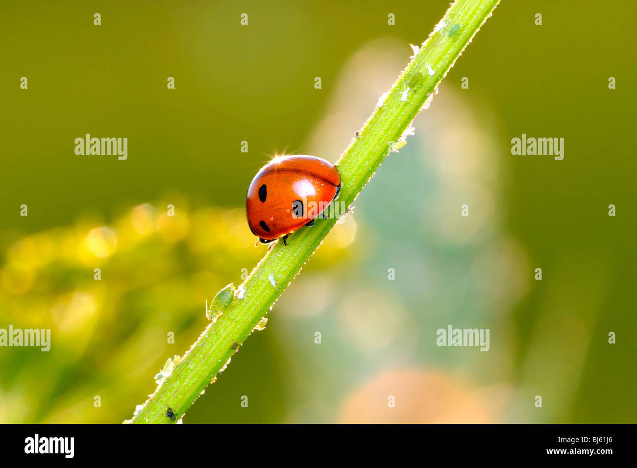 Ladybug colony hi-res stock photography and images - Alamy