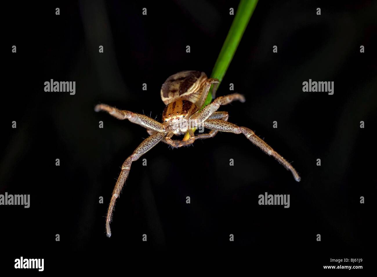 Insect macro, Russia, Moscow Region Stock Photo - Alamy