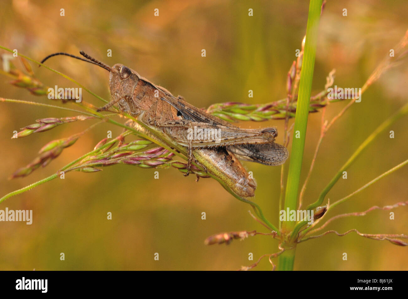 Insect macro, Russia, Moscow Region Stock Photo - Alamy