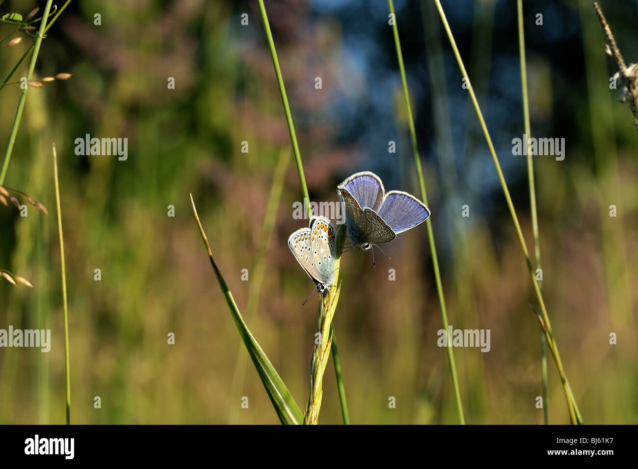 Insect macro, Russia, Moscow Region Stock Photo - Alamy