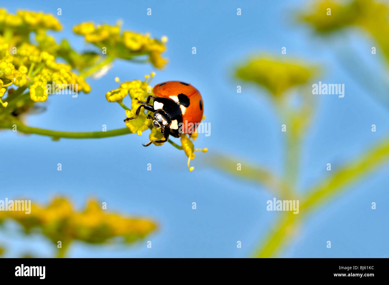 Ladybug termite hi-res stock photography and images - Alamy