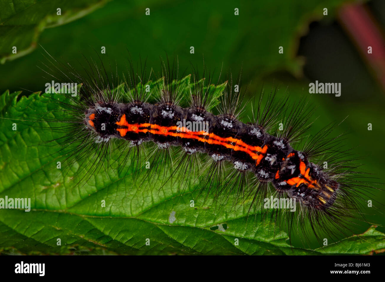 Insect macro, Russia, Moscow Region Stock Photo - Alamy