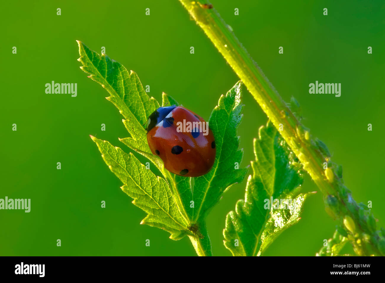 Insect macro, Russia, Moscow Region Stock Photo - Alamy