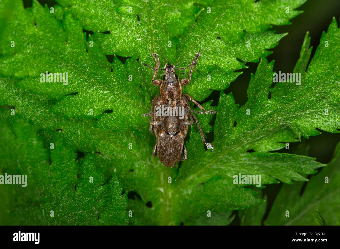 Insect macro, Russia, Moscow Region Stock Photo - Alamy