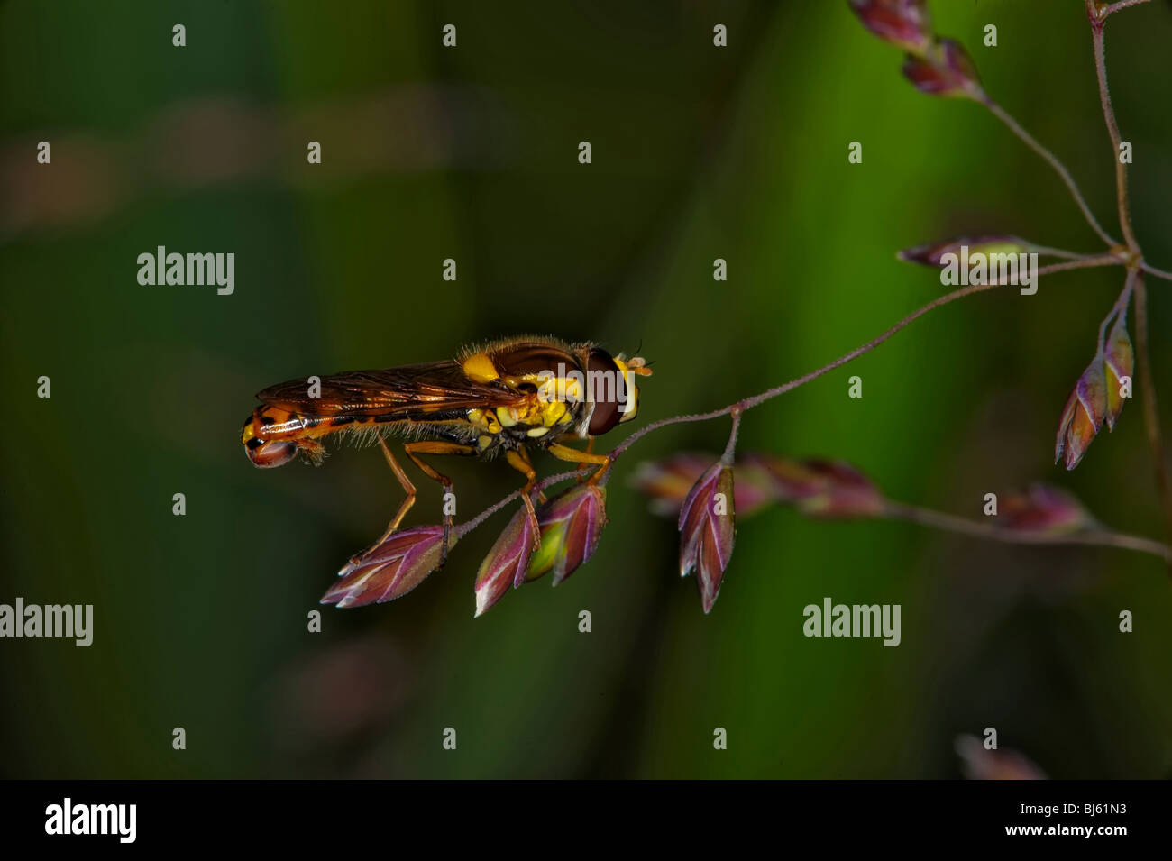 Insect macro, Russia, Moscow Region Stock Photo - Alamy