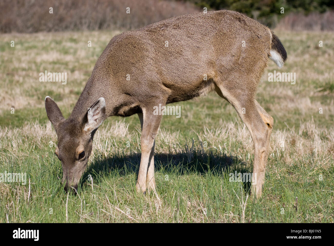 Deer eating Grass up close Stock Photo - Alamy