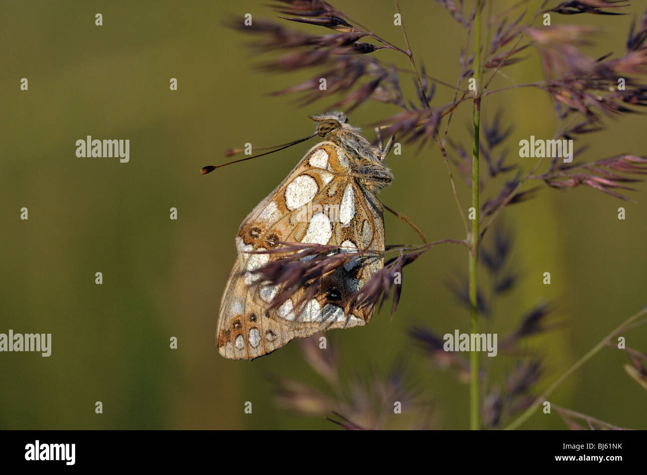 Insect macro, Russia, Moscow Region Stock Photo - Alamy