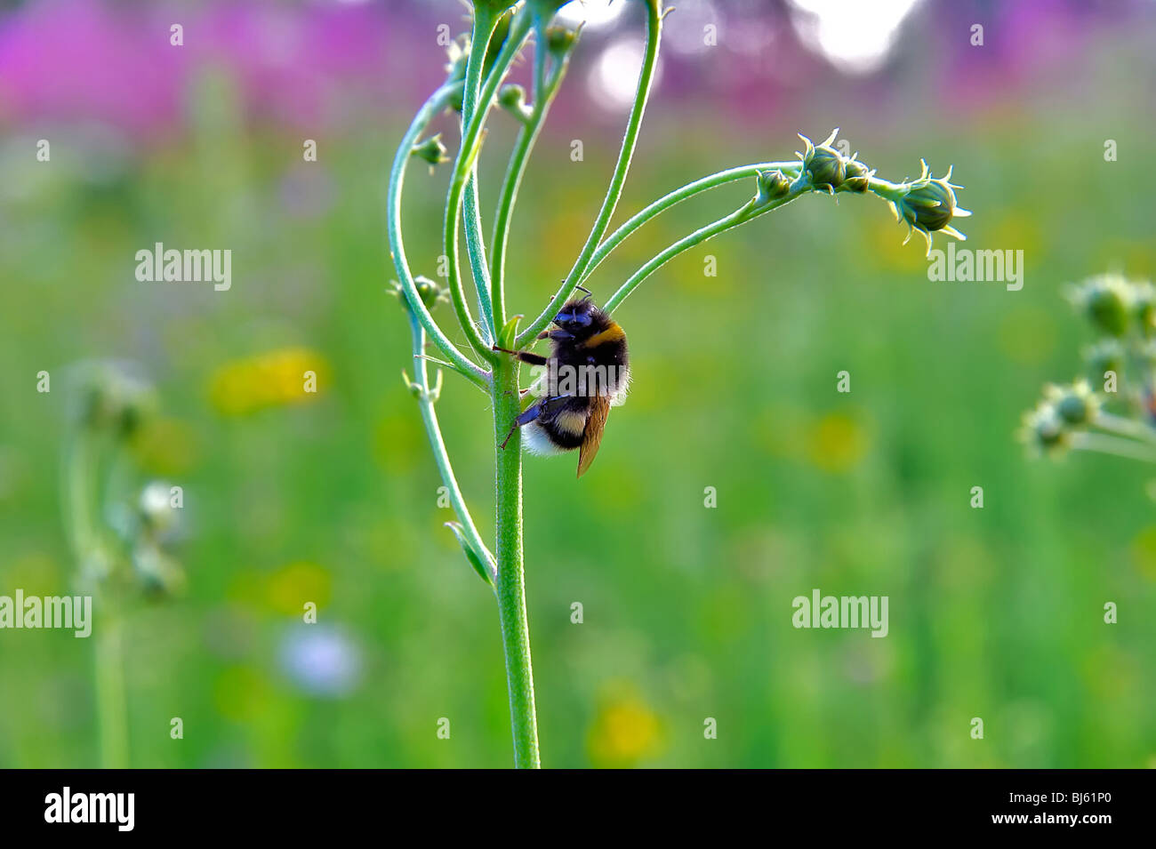 Insect macro, Russia, Moscow Region Stock Photo - Alamy