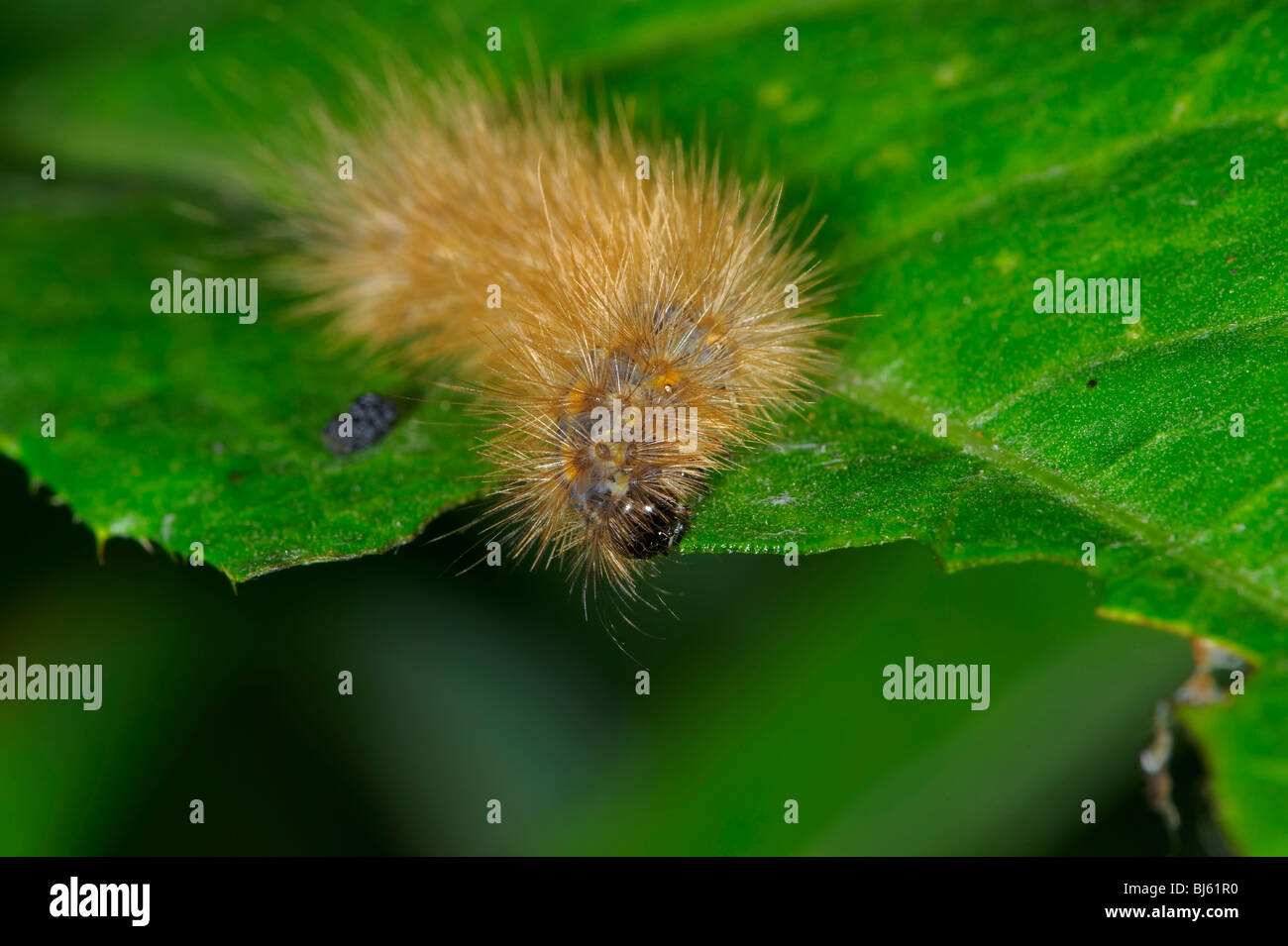 Catepillar hi-res stock photography and images - Alamy