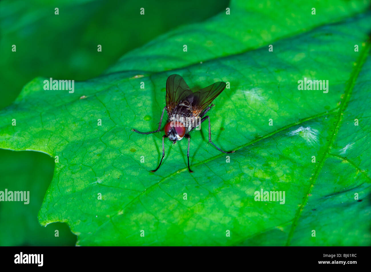 Predatory house fly hi-res stock photography and images - Alamy