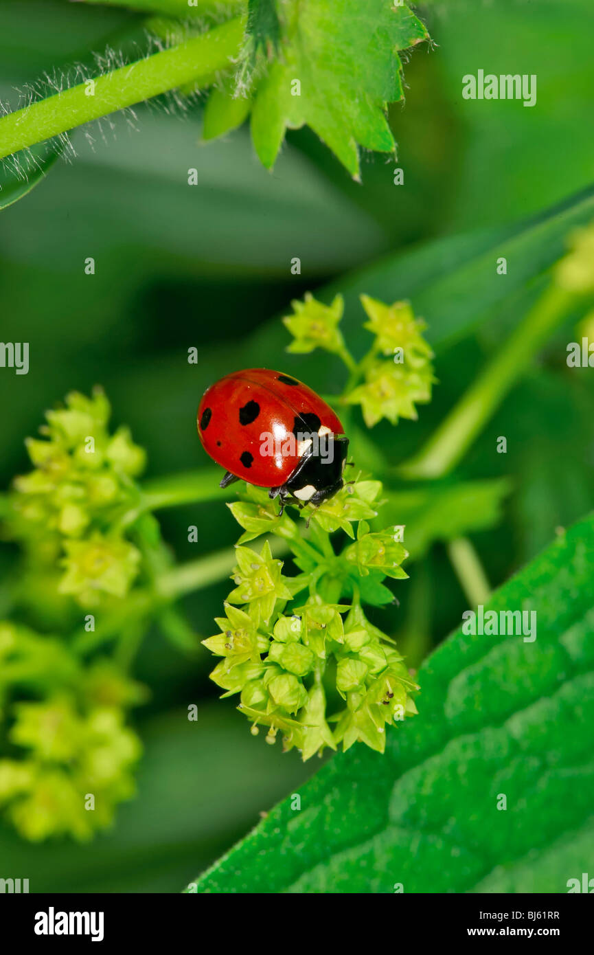 Ladybug colony hi-res stock photography and images - Alamy