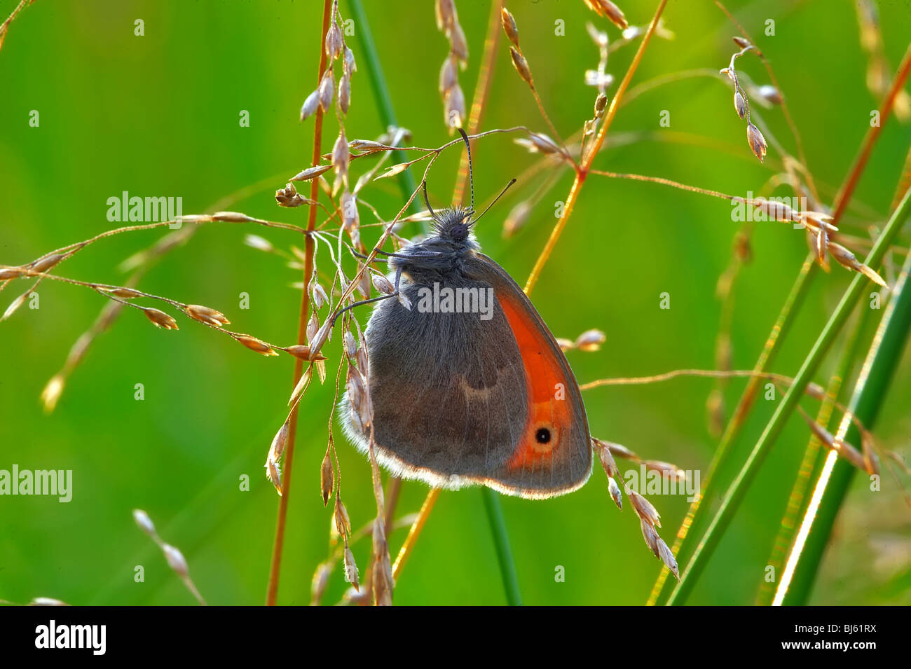 Insect macro, Russia, Moscow Region Stock Photo - Alamy