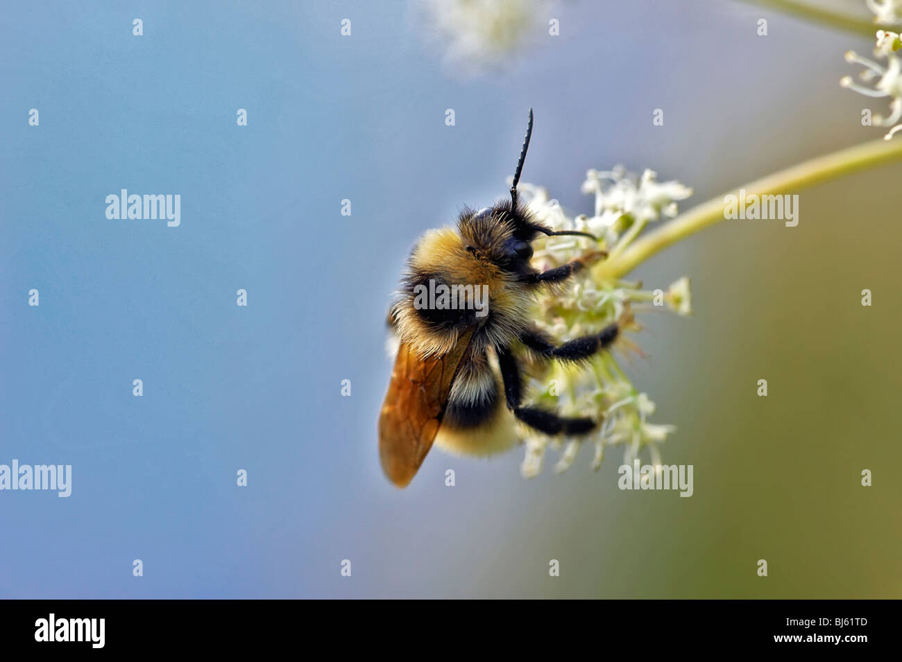 Insect macro, Russia, Moscow Region Stock Photo - Alamy