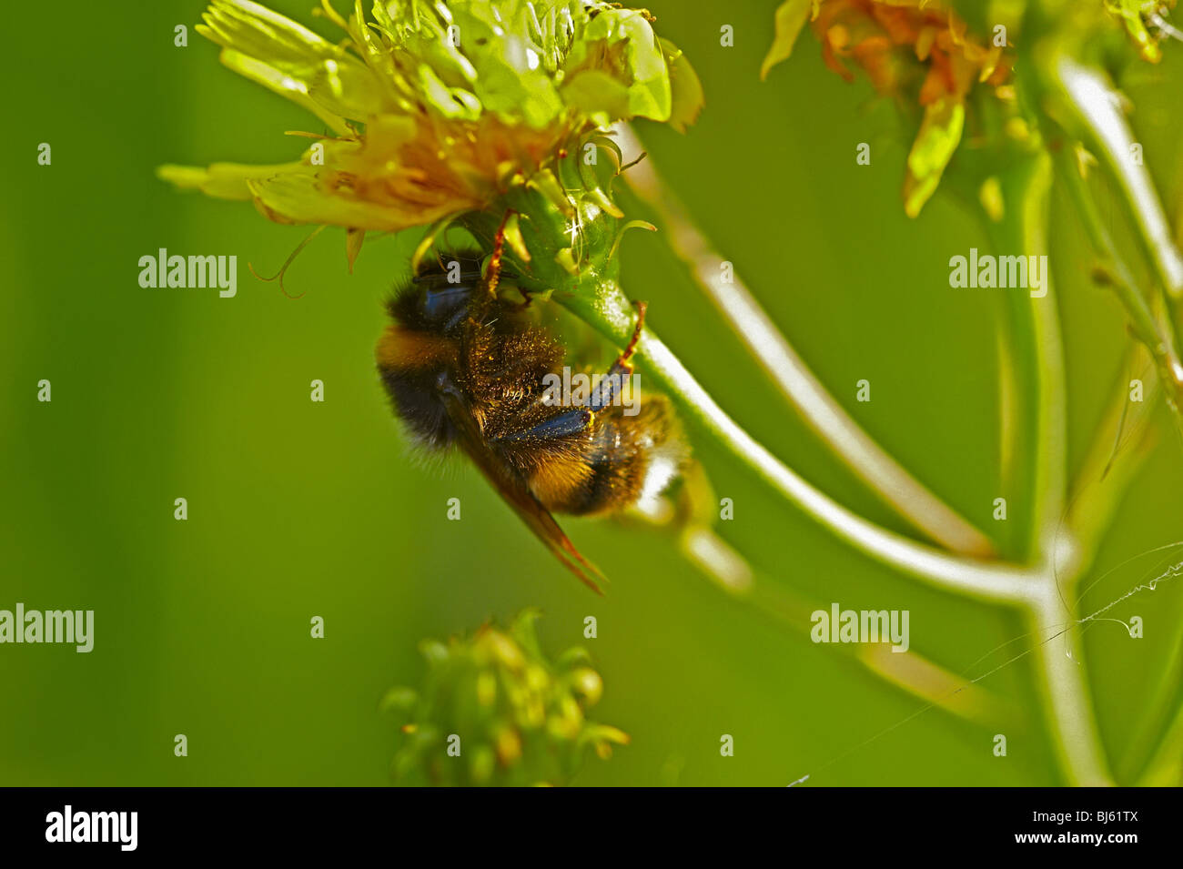 Insect macro, Russia, Moscow Region Stock Photo - Alamy